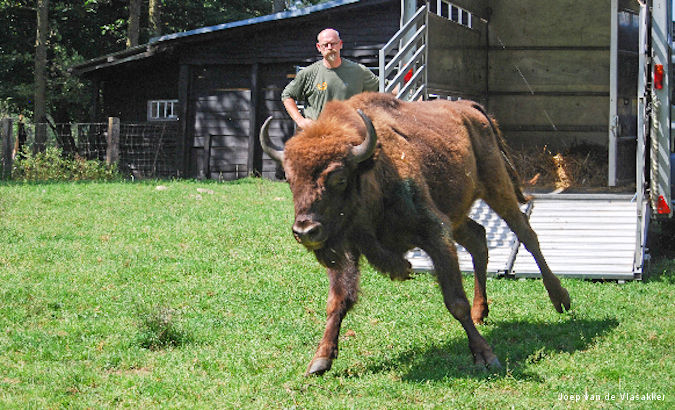 Bison round-up | Rewilding Europe