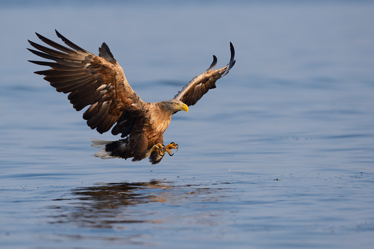 The Oder Delta: Birds, Beavers and Barszcz | Rewilding Europe