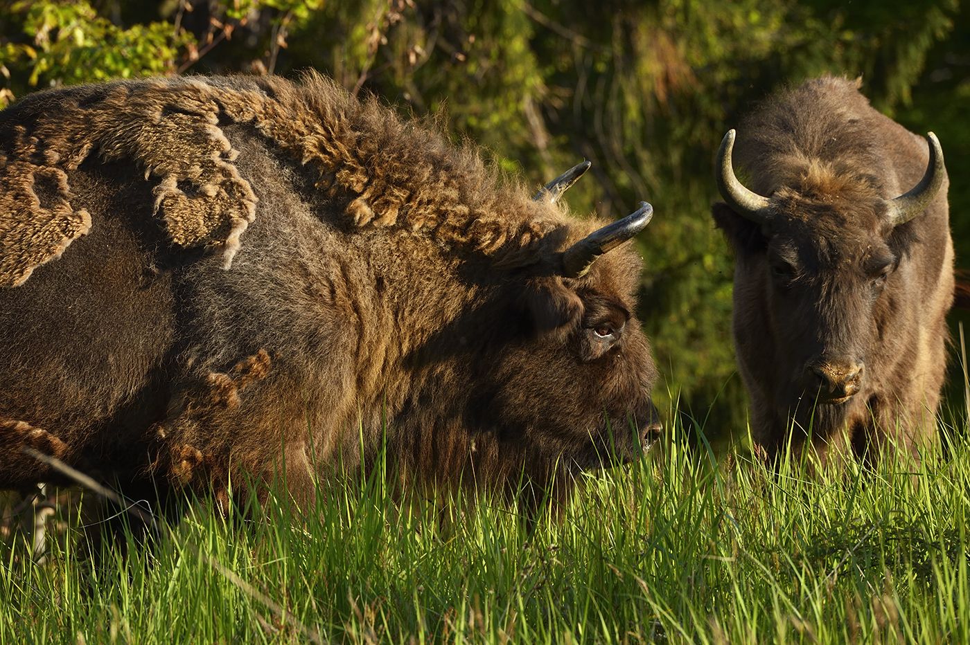 The bison herd in Southern Carpathians has taken a new step towards ...
