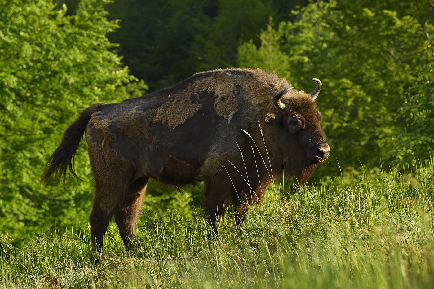 Challenging times for the new bison herd in the Southern Carpathians ...