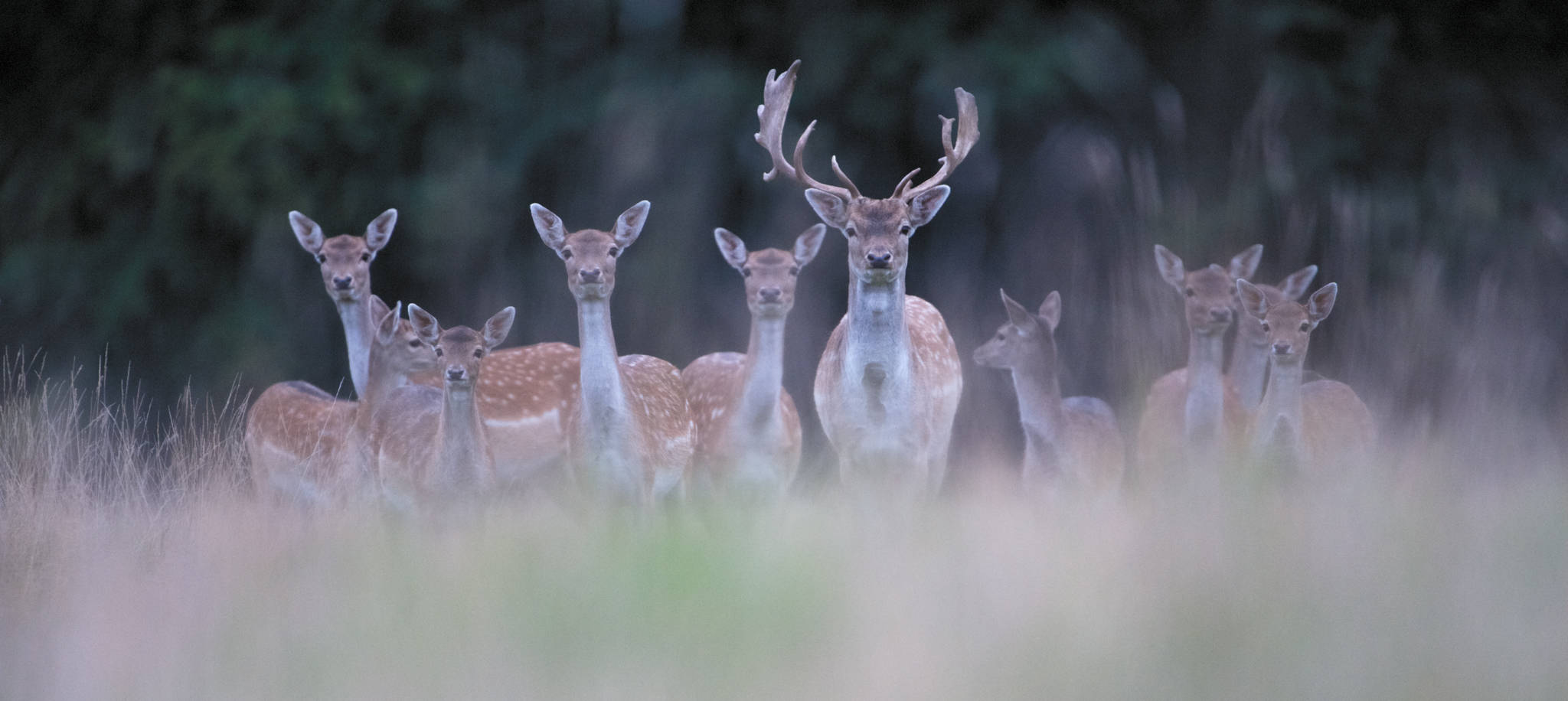 Vision for a Wilder Europe - revisited, March 2015 | Rewilding Europe