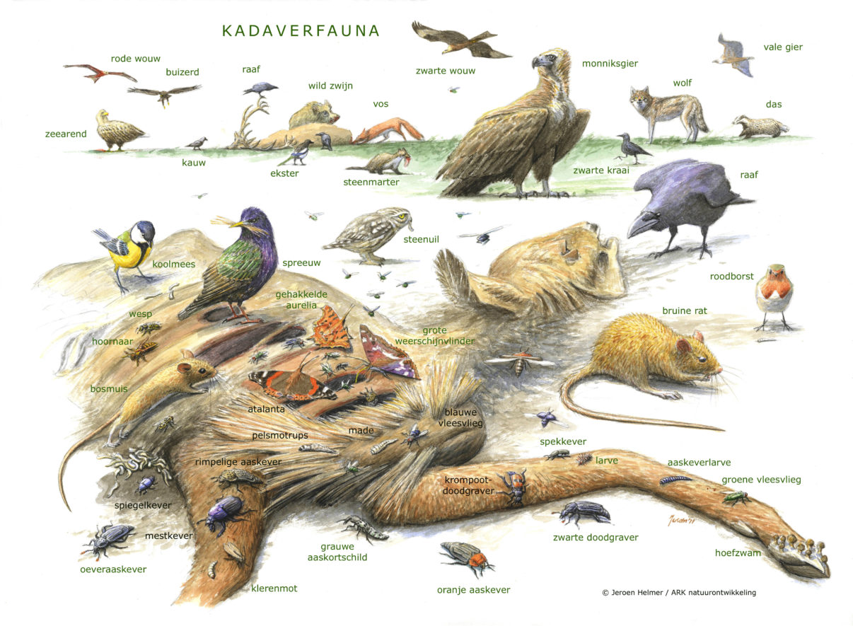 Webinar: European Rewilding Network about how to restore food chains ...