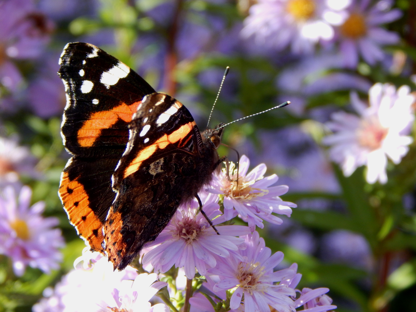 Rewilding: the next generation | Rewilding Europe