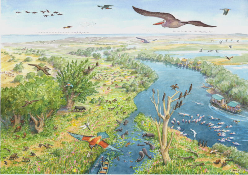 The Danube Delta rewilding area expands into Ukraine | Rewilding Europe