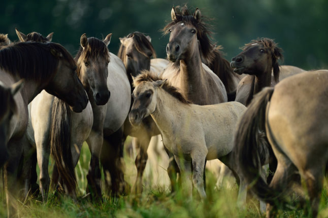 Banking on wildlife | Rewilding Europe