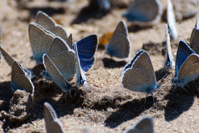 Restoration and return in the Oder Delta | Rewilding Europe