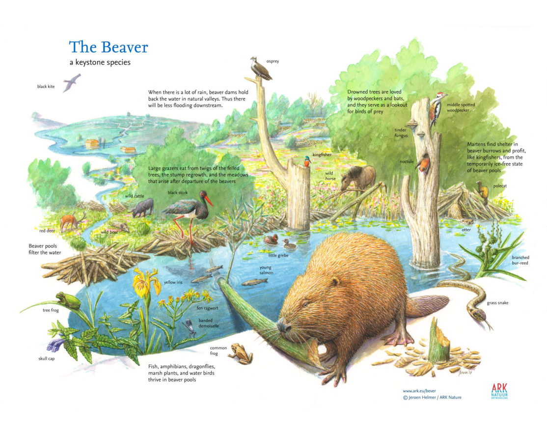 The benefits of the beaver | Rewilding Europe
