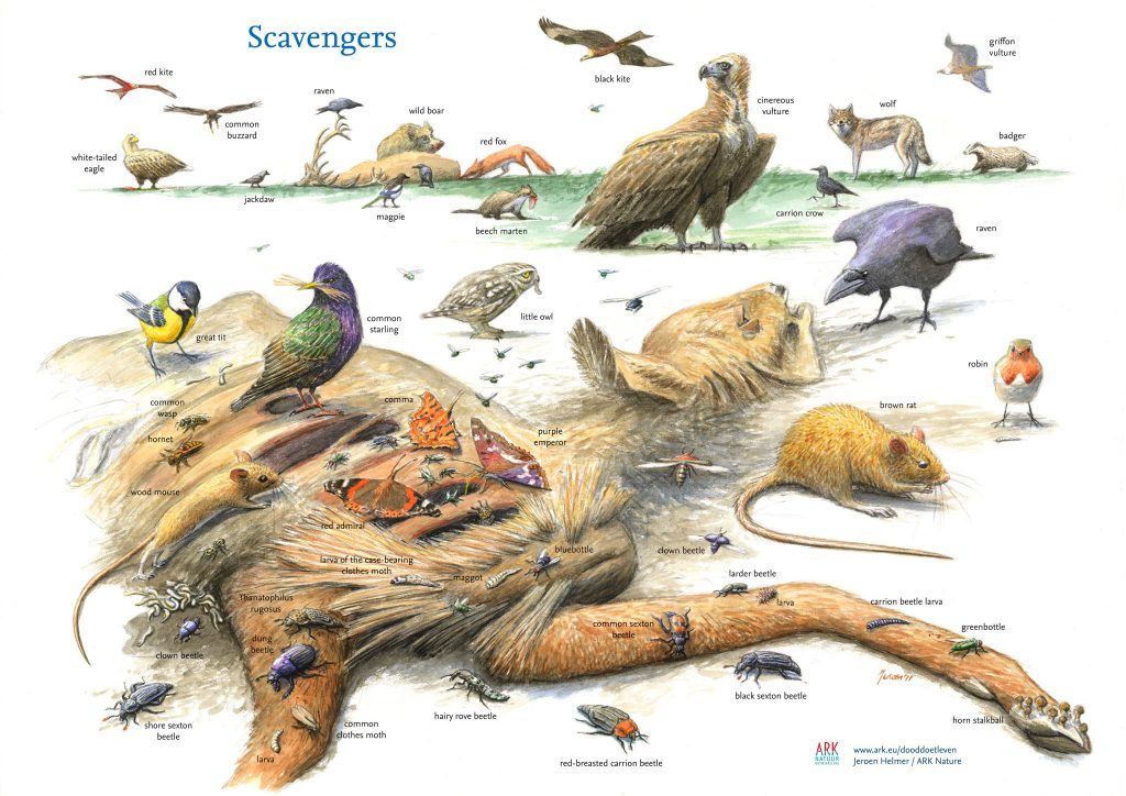 The Circle of Life project: supporting Europe’s scavengers | Rewilding ...
