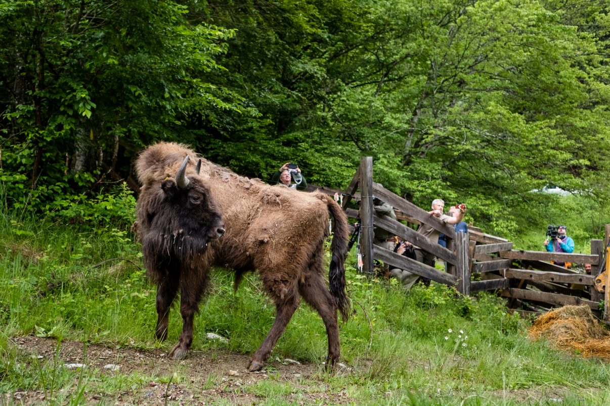 Back from the brink: the European bison is a living legend | Rewilding ...