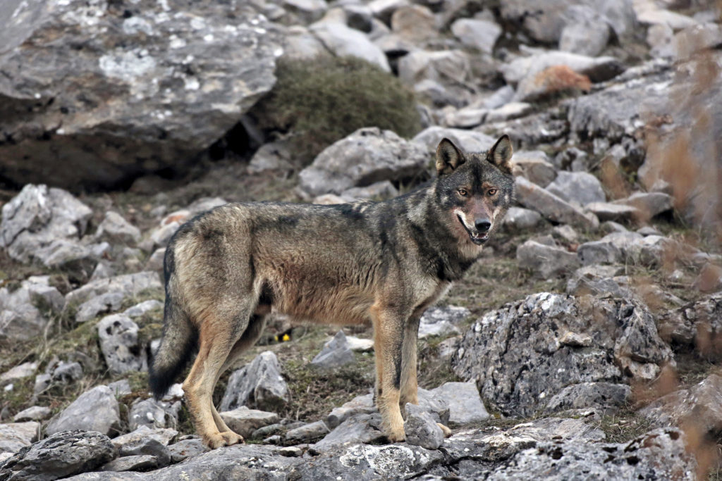 Pack tracking: on the trail of wolves in northern Portugal | Rewilding ...