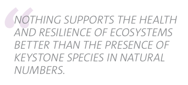 Keystone species and their role in rewilding | Rewilding Europe