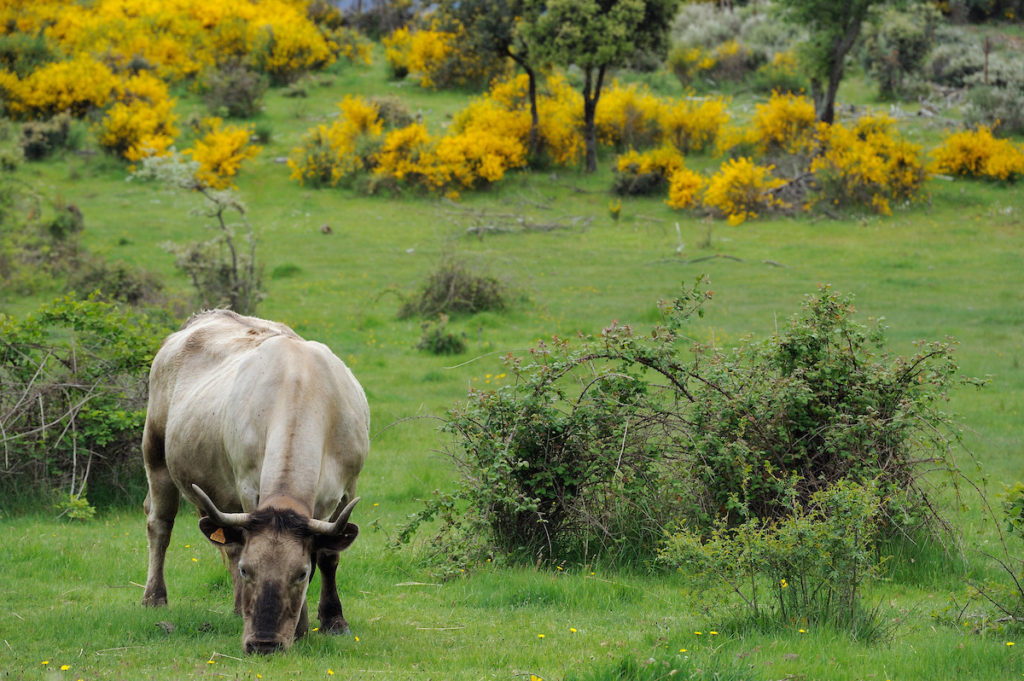 Benefits of different types of grazing reviewed | Rewilding Europe