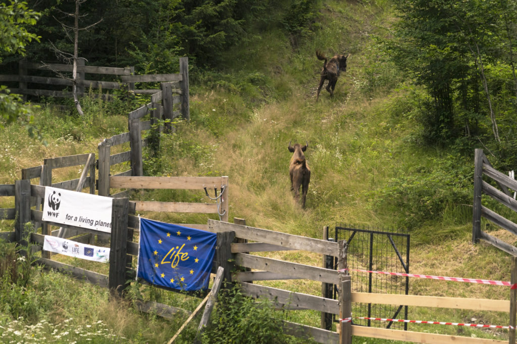 The European Bison: a gastronomic giant | Rewilding Europe