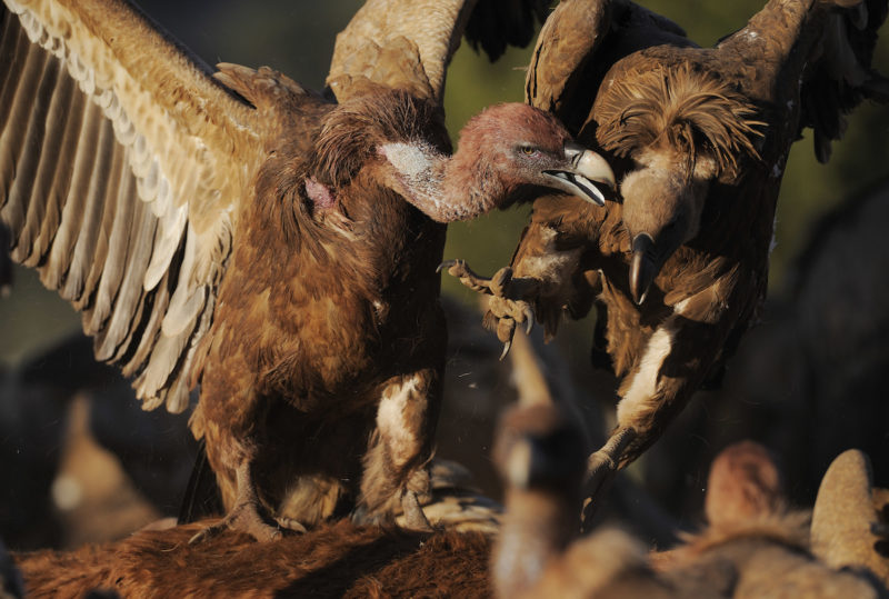 Vultures: nature’s critical clean-up crew | Rewilding Europe
