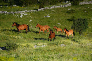 Second Tauros release enhances natural grazing in the Velebit Mountains ...