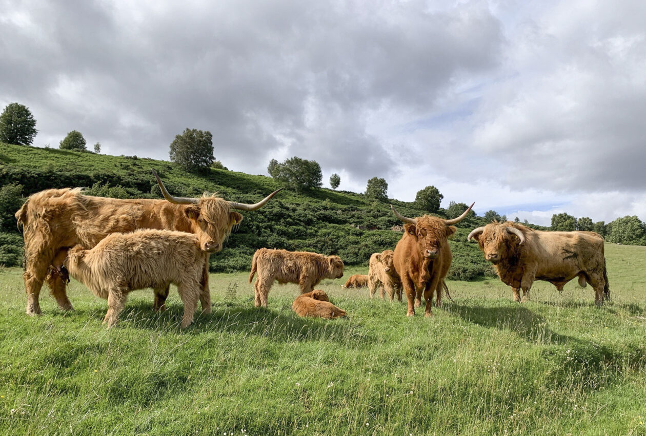 European Rewilding Network welcomes a Scottish Highland estate ...