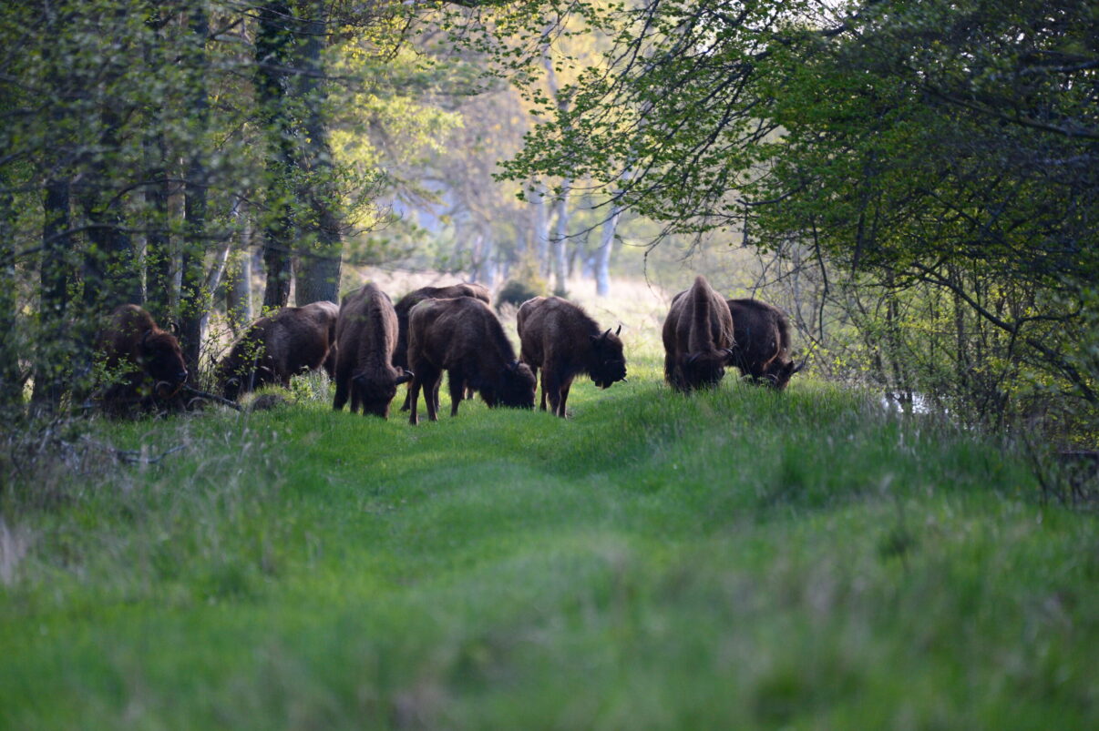 Arrival of Dutch bison boosts natural grazing at Danish rewilding initiative | Rewilding Europe