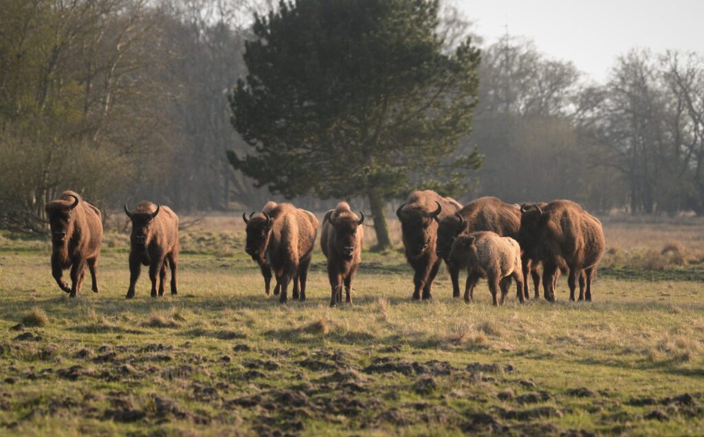 Arrival of Dutch bison boosts natural grazing at Danish rewilding ...
