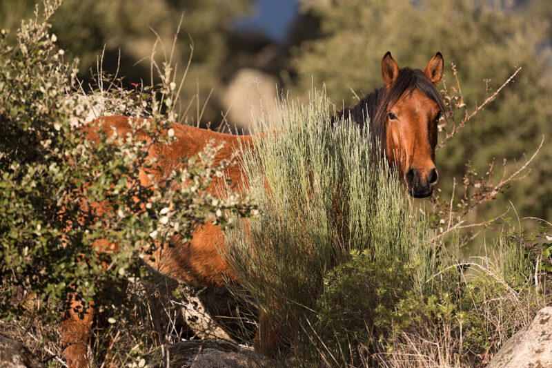 Natural Grazing | Rewilding Europe