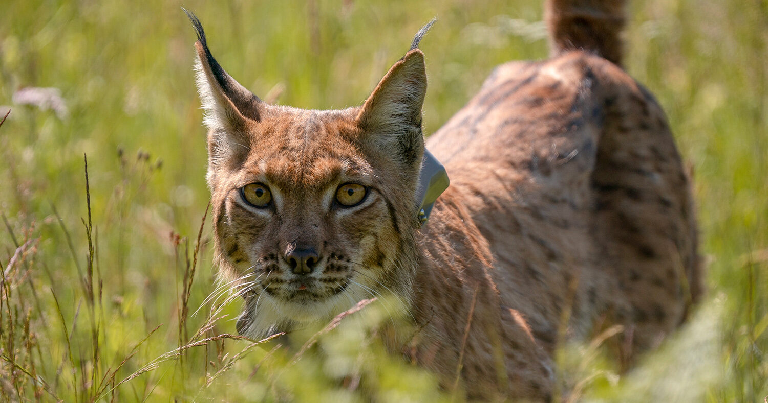 Genetic boost for Croatia’s endangered lynx population | Rewilding Europe