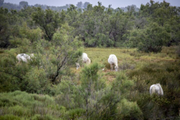 Pioneering French wetland joins the European Rewilding Network ...