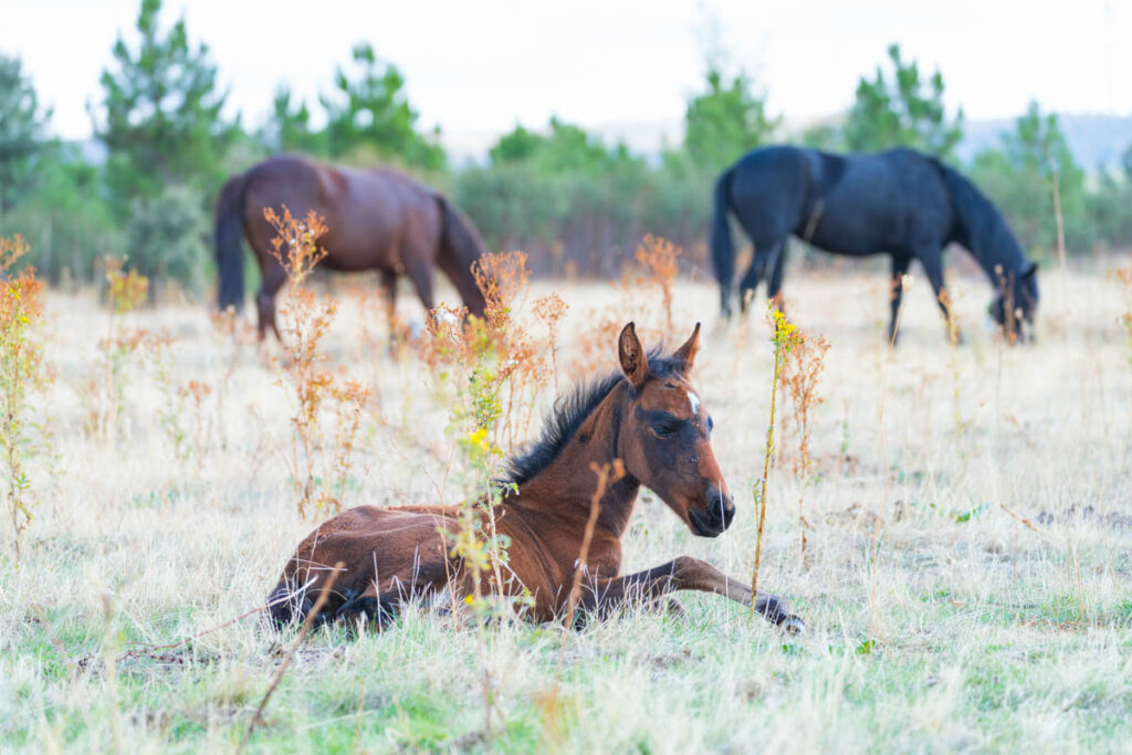 Thriving wild horse population delivers wide-ranging benefits in ...