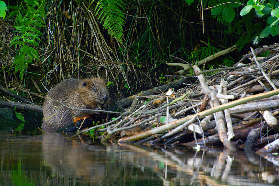 The benefits of the beaver | Rewilding Europe