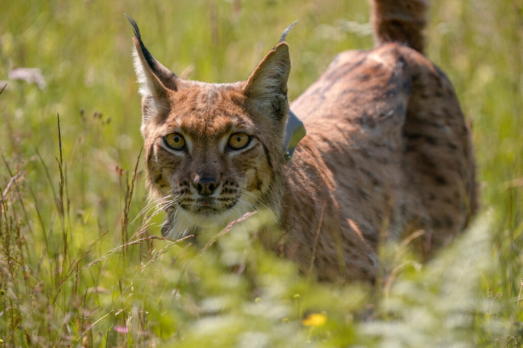 Premiere of captivating new documentary in Velebit Mountains