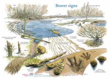 Living with beavers: Europe’s largest rodent makes an Italian comeback ...