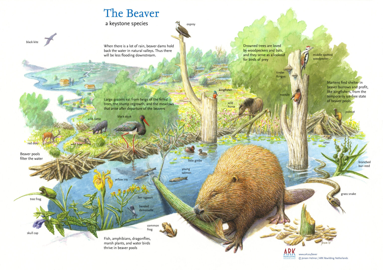Living with beavers: Europe’s largest rodent makes an Italian comeback ...