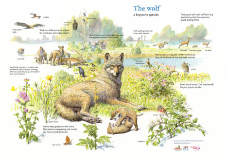 The Return of the Wolf in Europe | Working Towards Coexistence