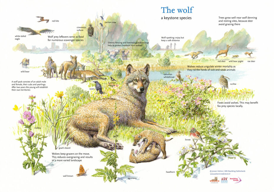 The Return of the Wolf in Europe | Working Towards Coexistence