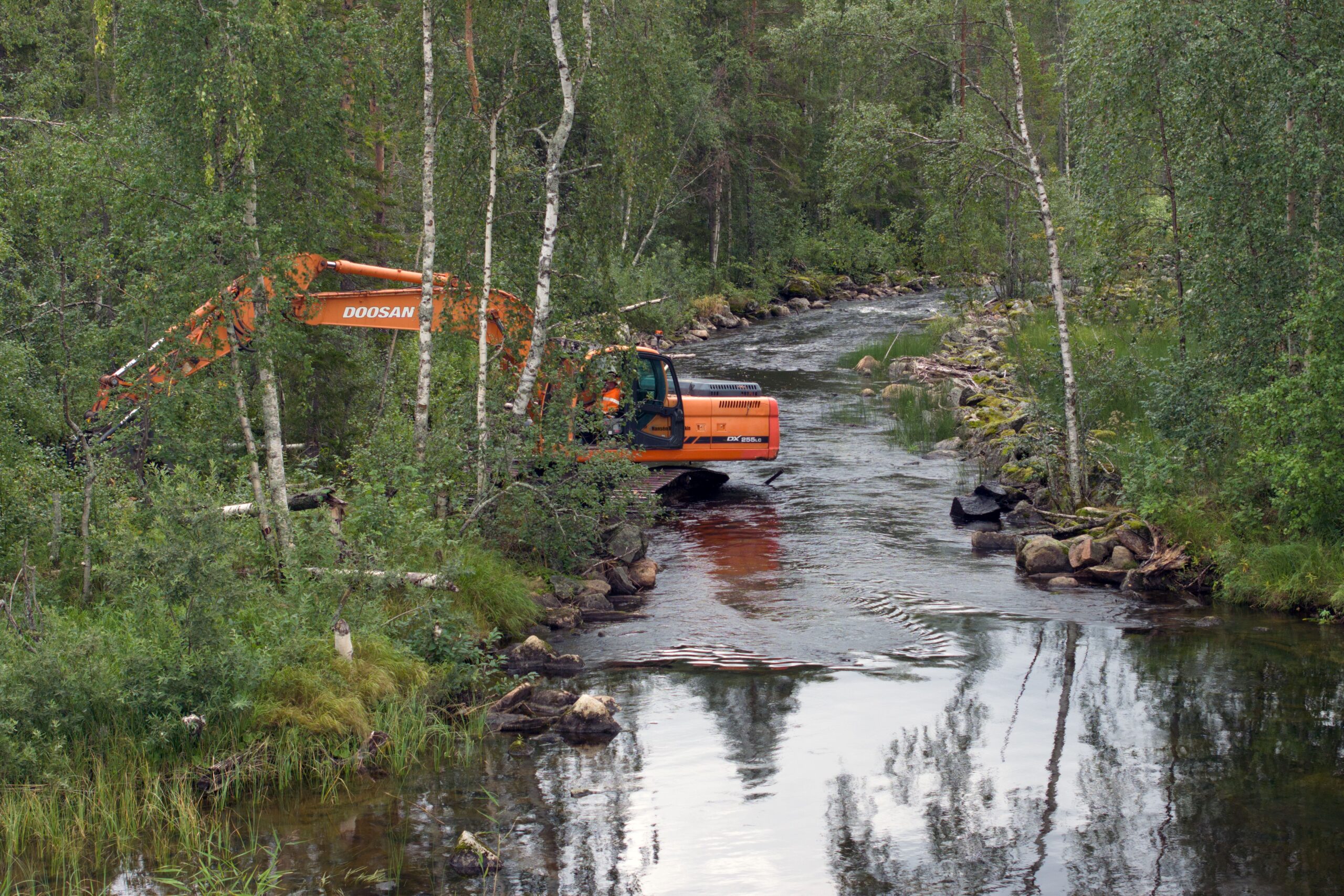 Rewilding Sweden completes first season of rewilding on the Abramsån ...