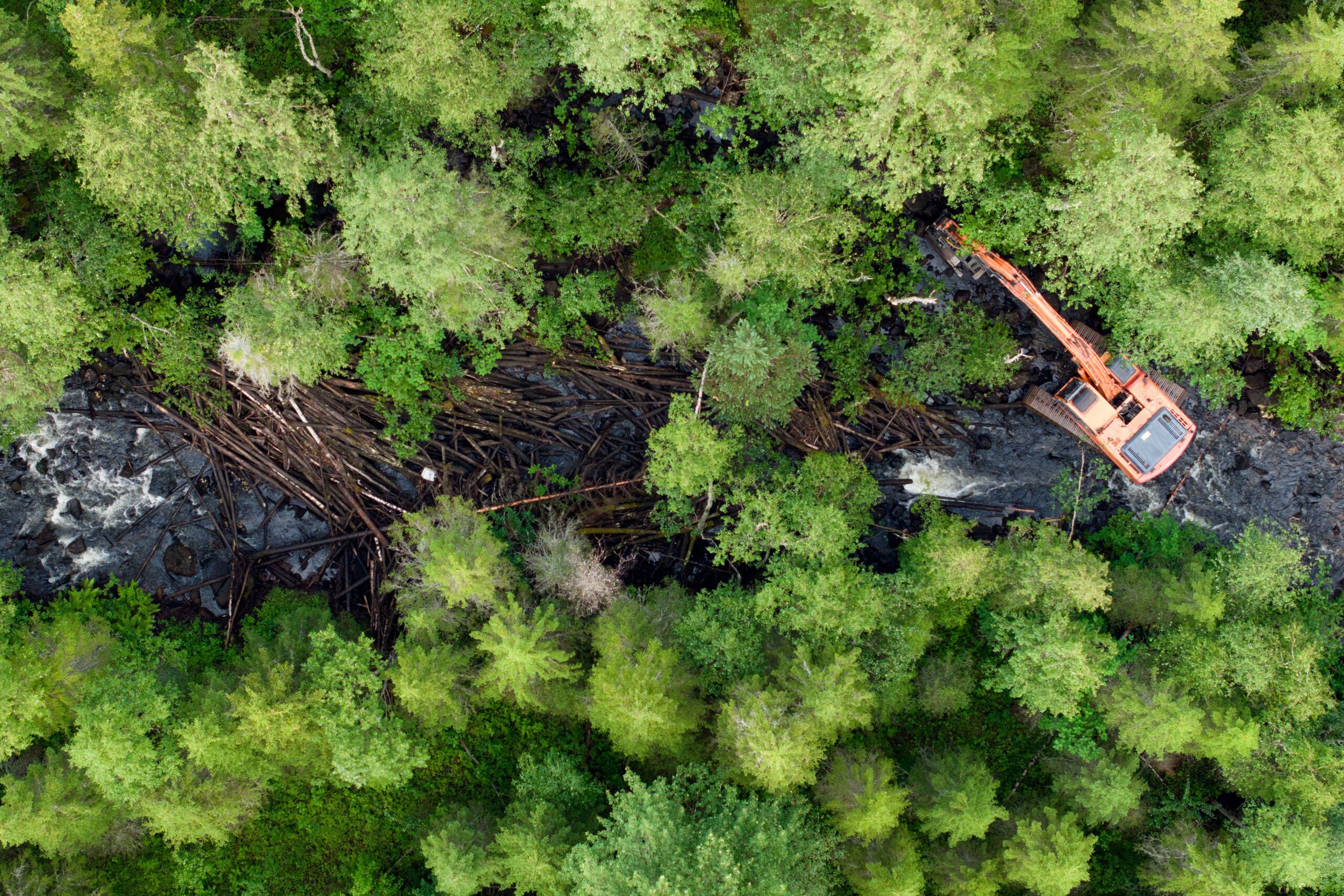 Rewilding Sweden completes first season of rewilding on the Abramsån ...