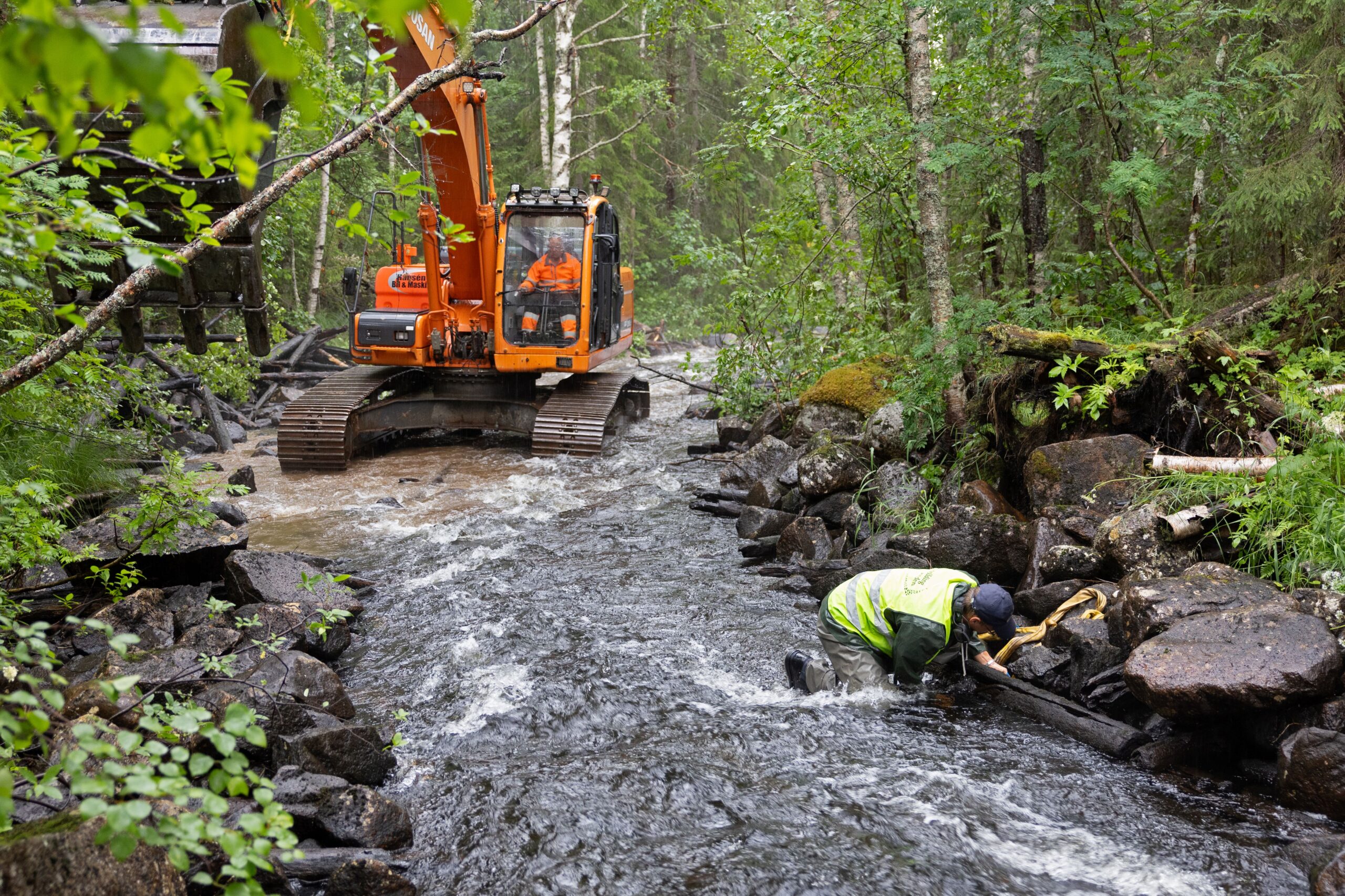 Rewilding Sweden completes first season of rewilding on the Abramsån ...