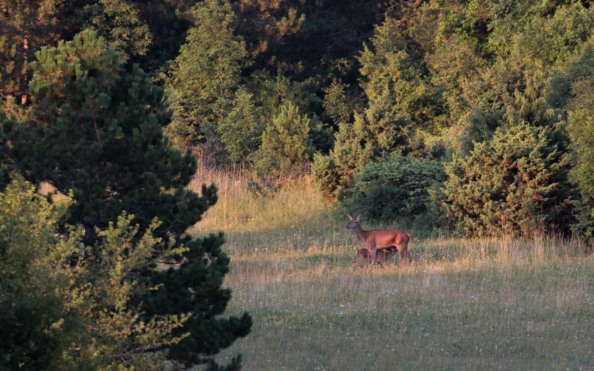 Red deer release strengthens recovering population in the Velebit ...
