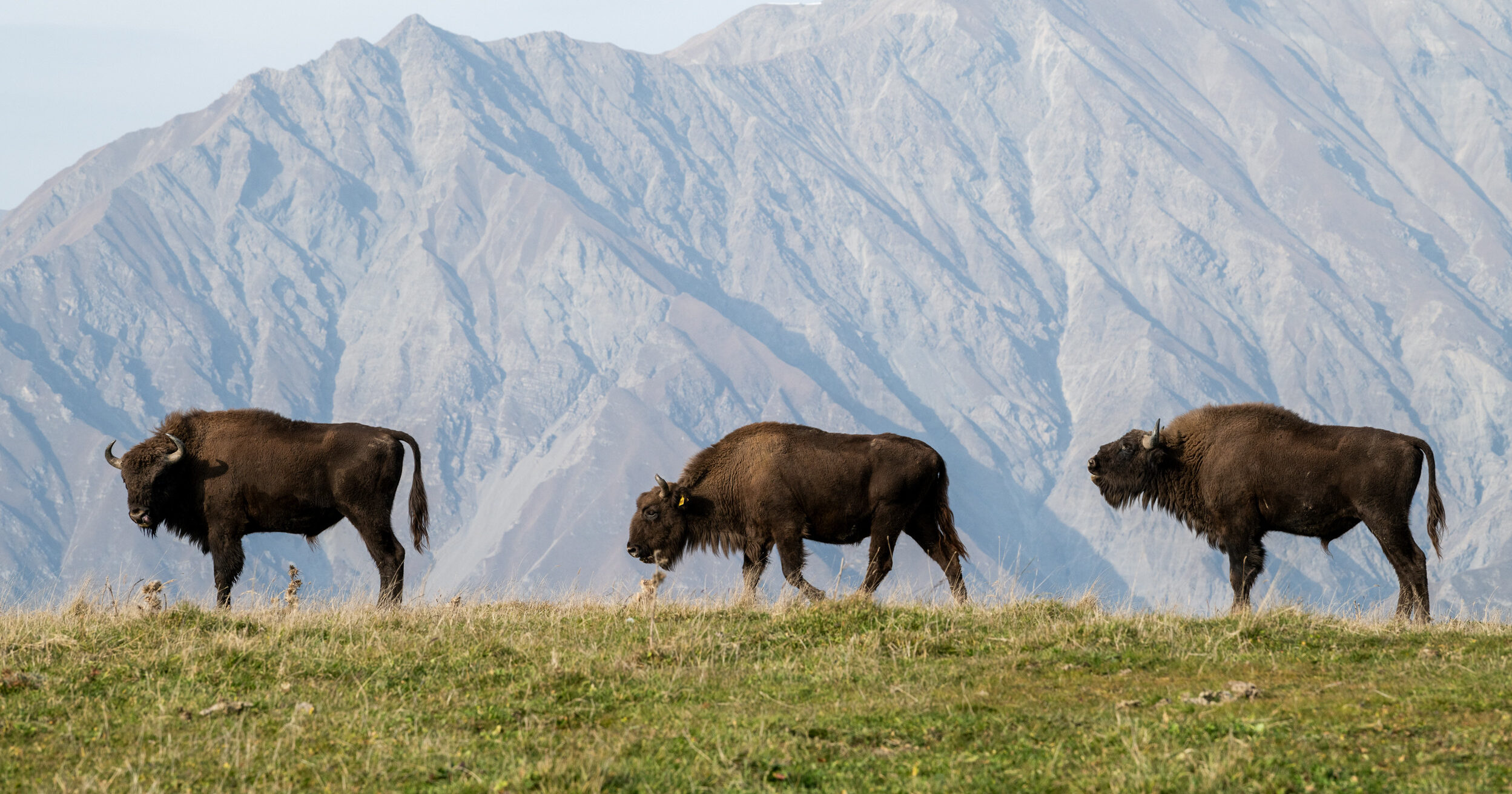 European bison reintroduction in Azerbaijan