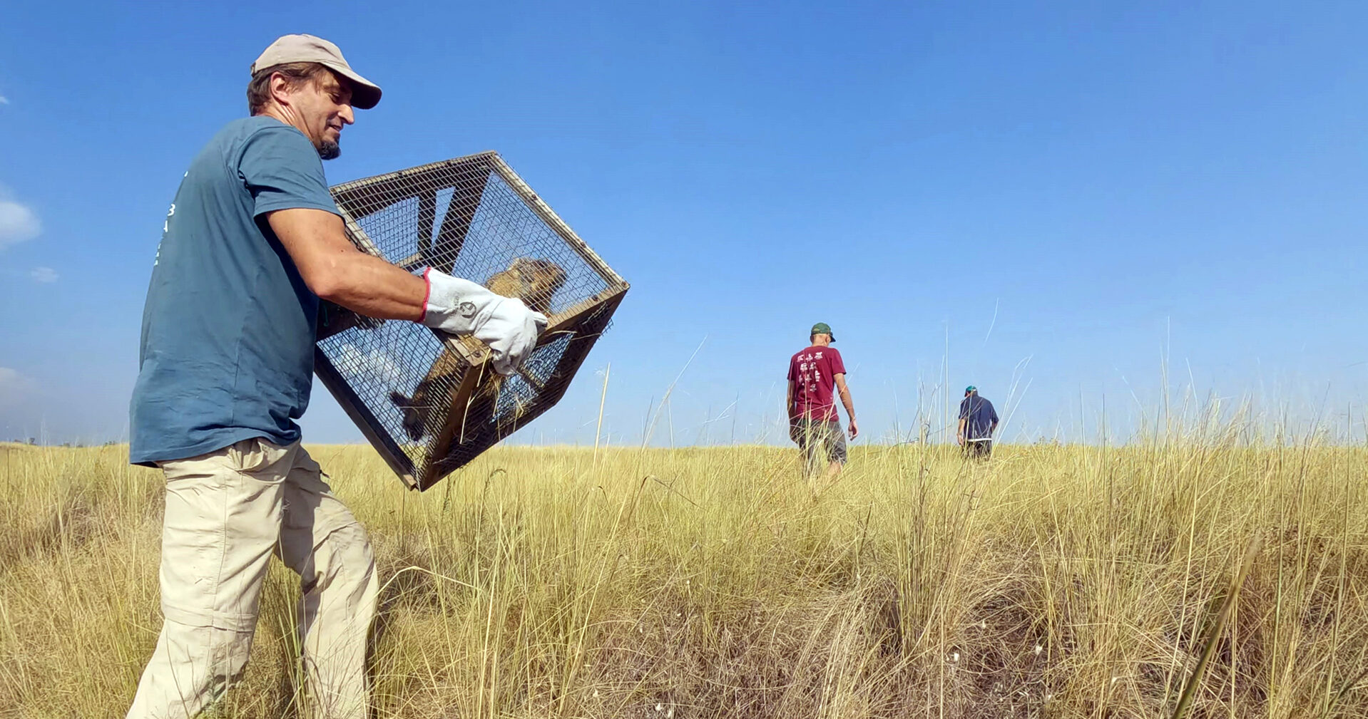 Second marmot release boosts thriving population on the Tarutino Steppe ...