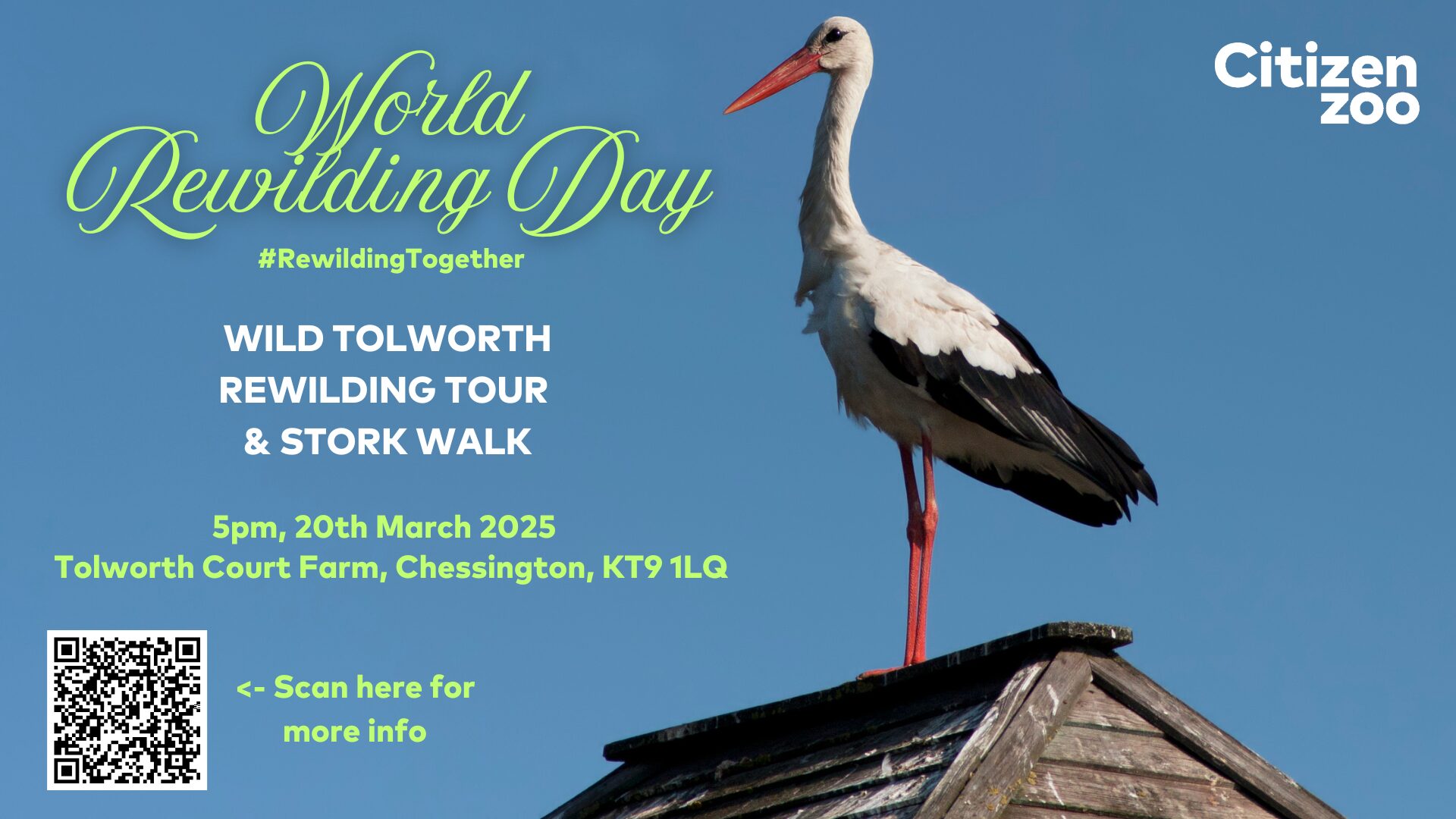 Stork Walk at Tolworth Court Farm | Rewilding Europe